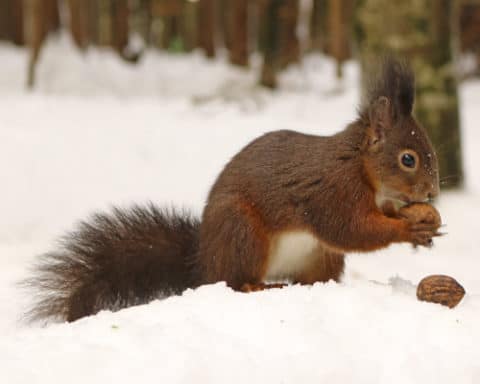 CISA Cybersecurity Essentials Guide for Small Businesses | Ezentria